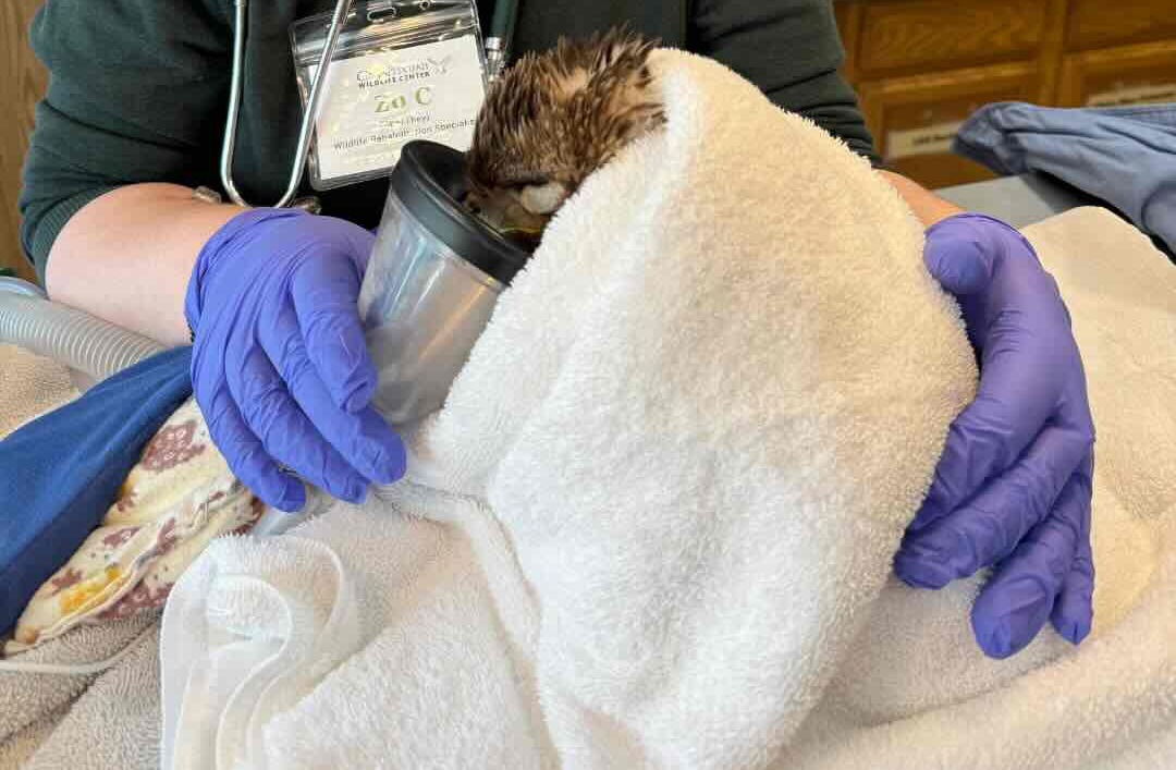Help Us Fund an Anesthesia Machine! | Chintimini Wildlife Center ...