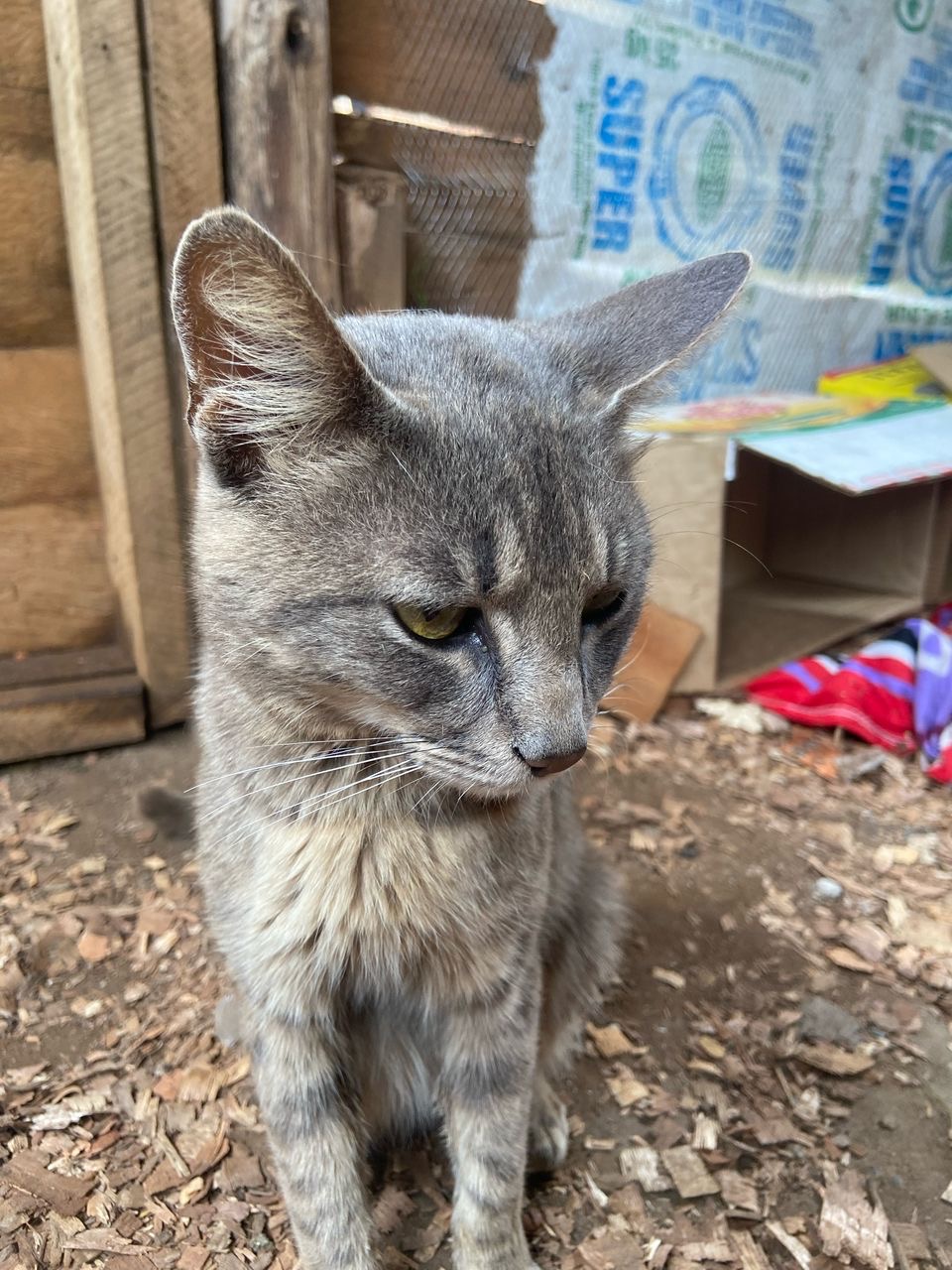 Rescue stray animals | Rescue stray animals (Powered by Donorbox)