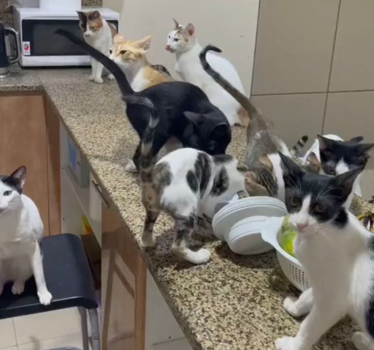 Donate Food and Medication | Help Stray Lives (Powered by Donorbox)