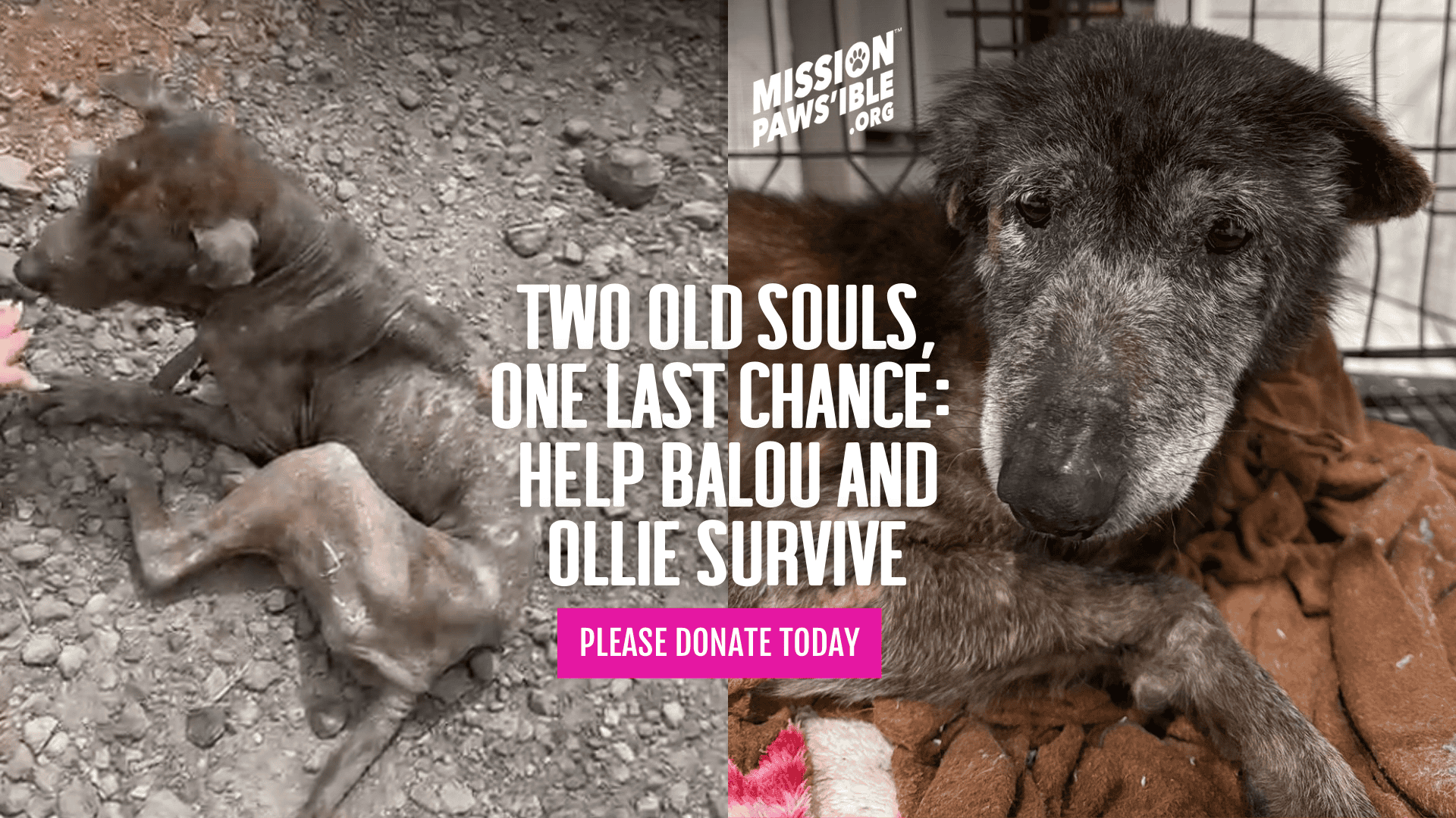 BALOU+OLLIE | Mission Paws'ible Charity Pty Ltd