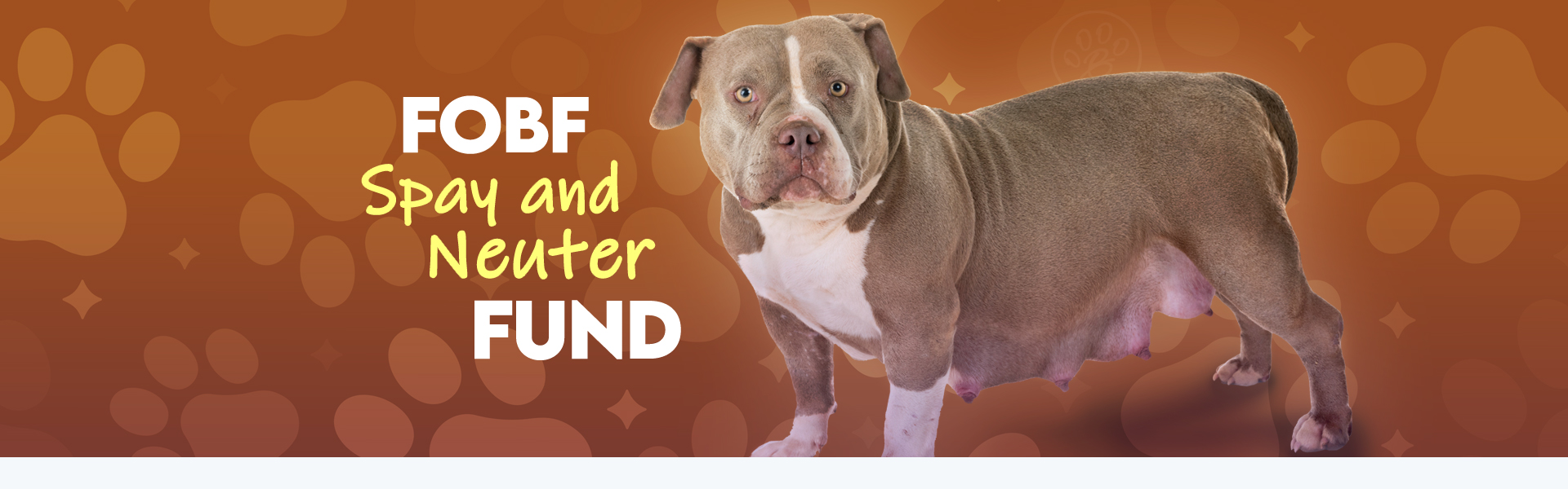 FOBF Spay and Neuter Fund | Friends of Benelli Foundation (Powered by ...