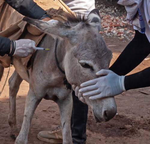Support injured donkey family | Charity Care (Powered by Donorbox)