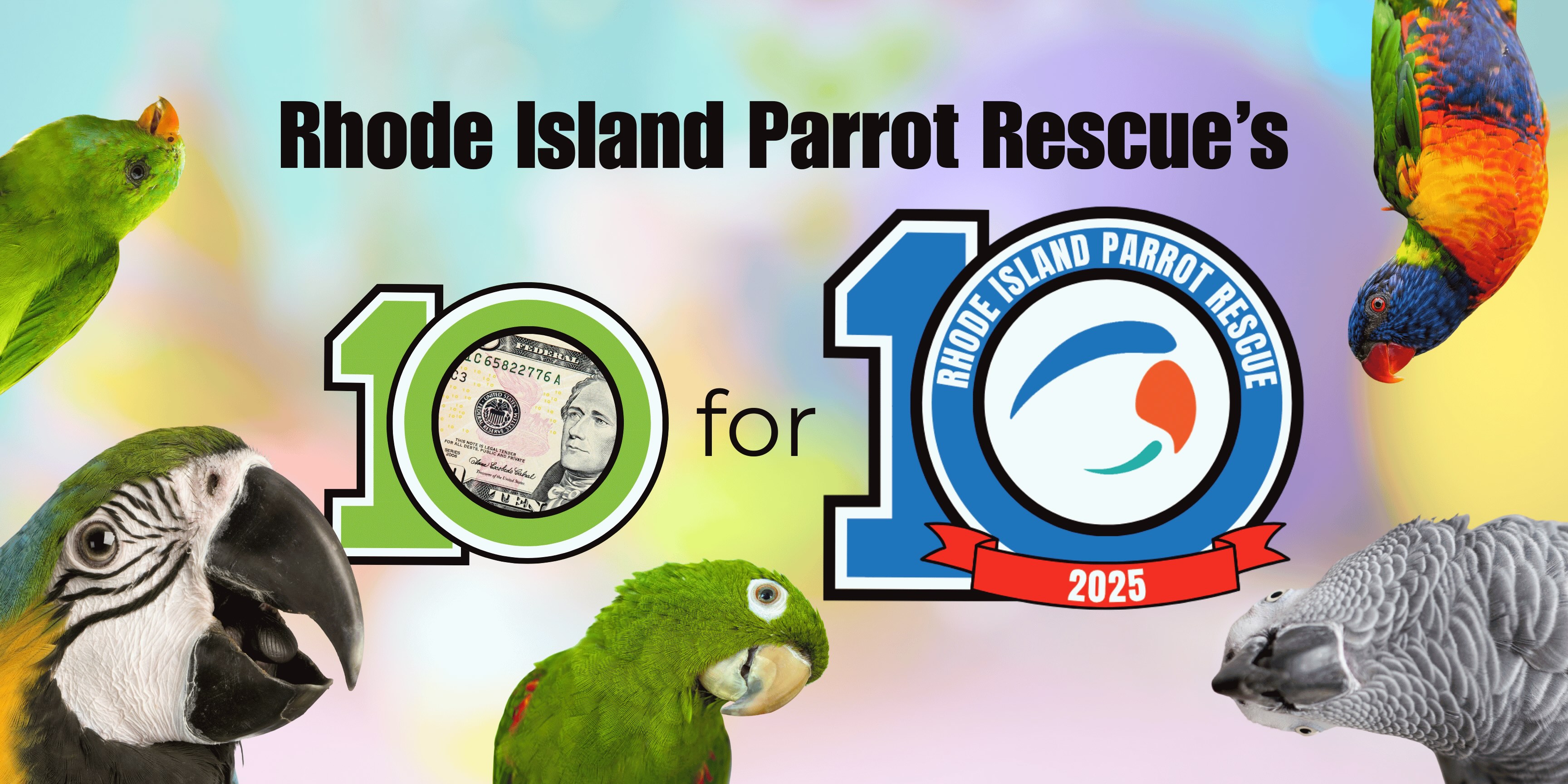 "A Decade in the Sky and Still Rising" | Rhode Island Parrot Rescue ...
