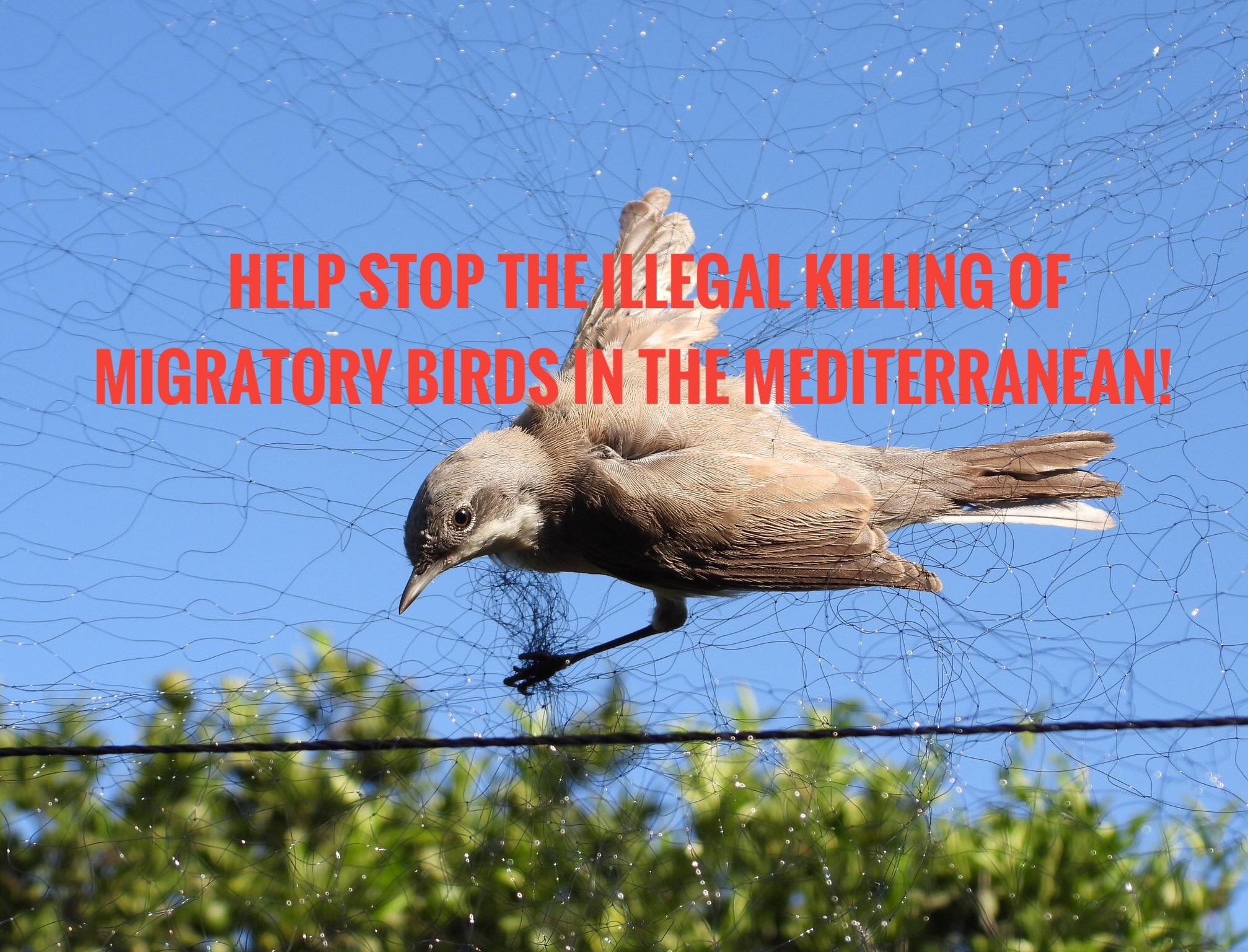 Help us STOP the illegal killing of migratory birds in the ...
