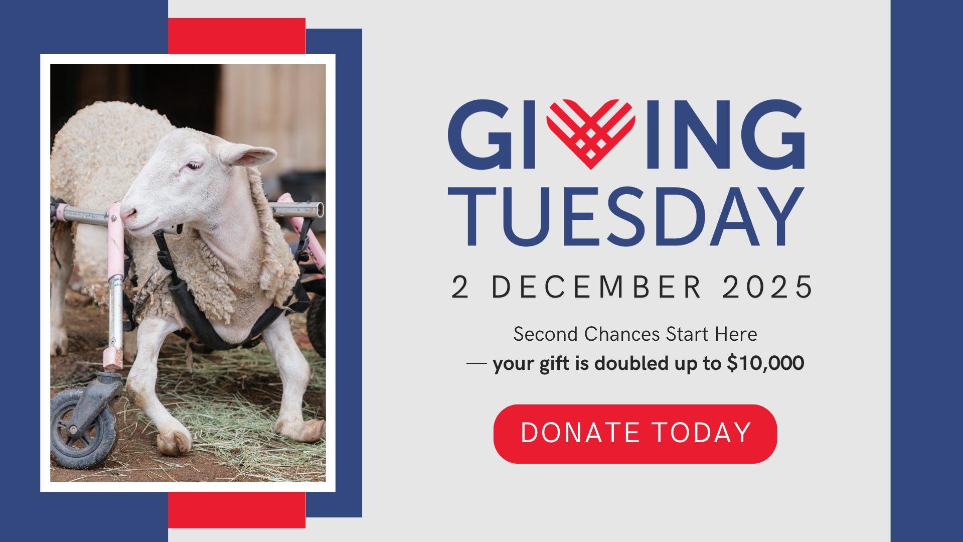 Giving Tuesday 2025 | Sale Ranch Animal Sanctuary (Powered by Donorbox)