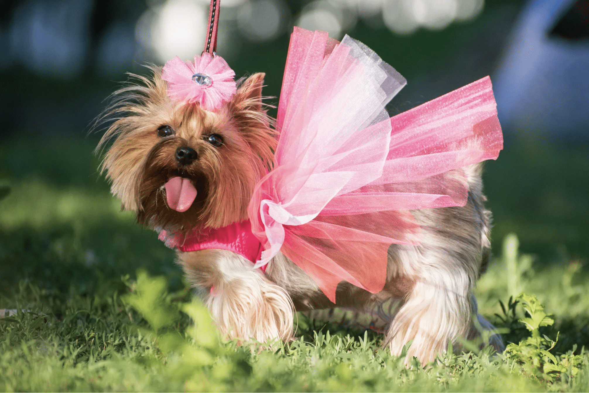 18 Effective Animal Shelter Fundraising Ideas