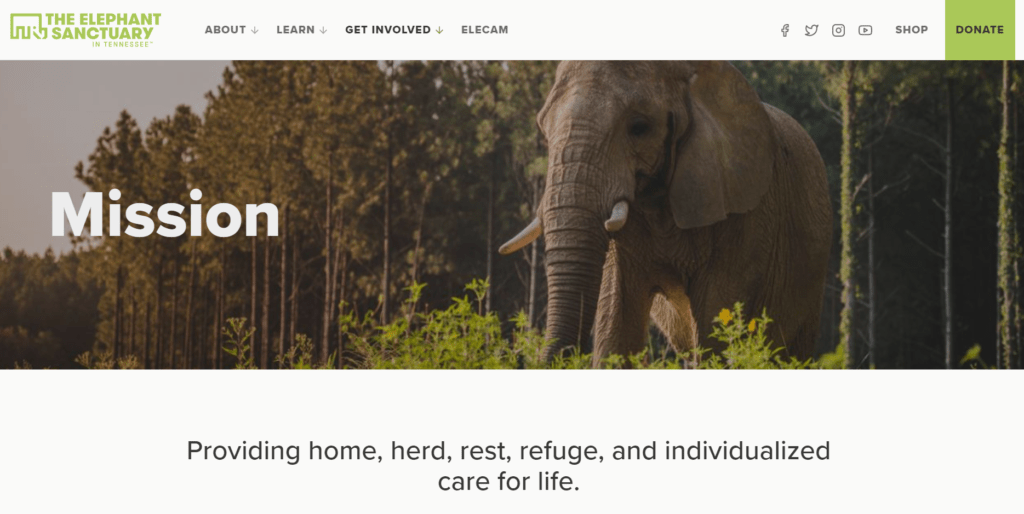 Top 15 Best Animal Charities You Can Donate To in 2021 | Donorbox