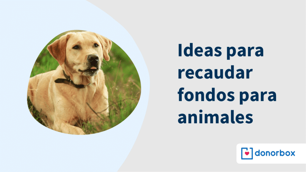 15 Ideas para recaudar fondos para animales | Nonprofit Blog